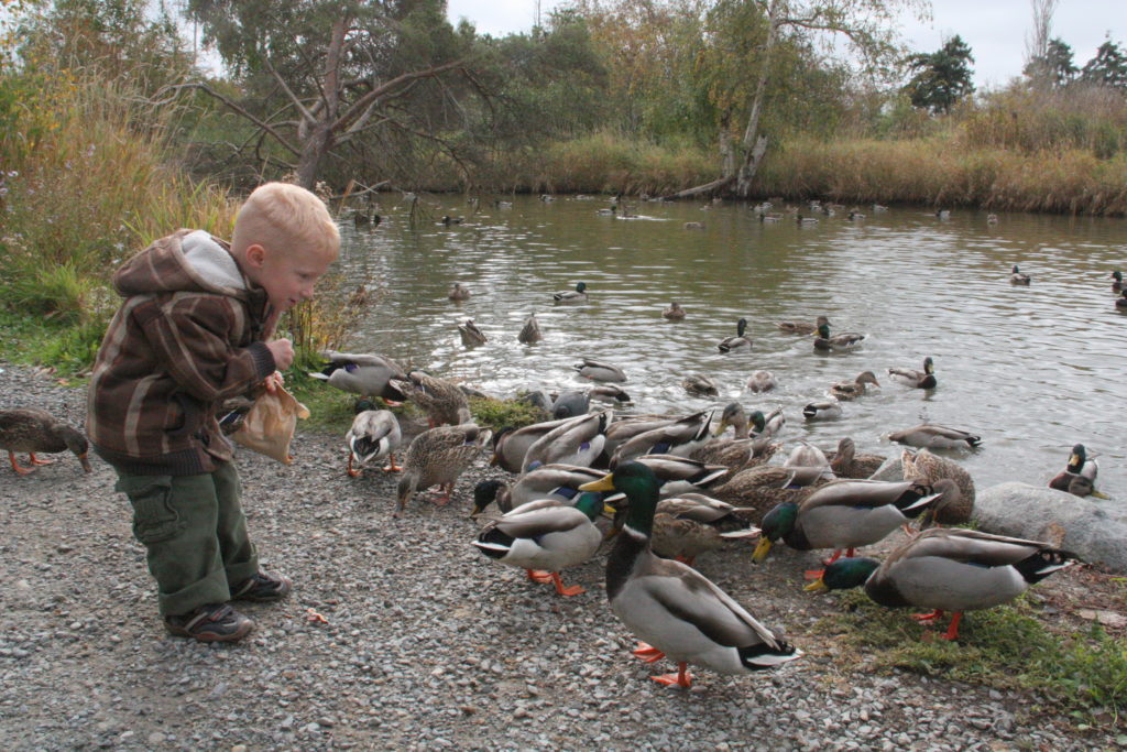 George C. Reifel Migratory Bird Sanctuary - Kid Approved