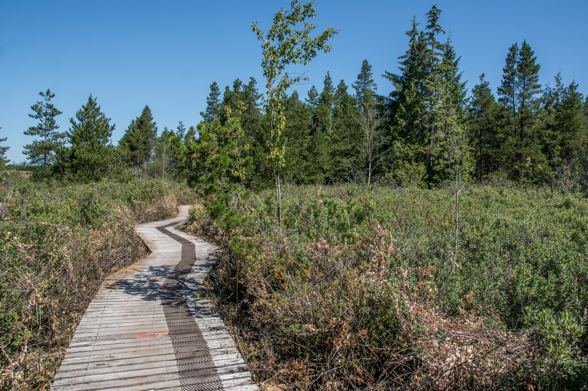 Exploring Burns Bog in North Delta - Kid Approved